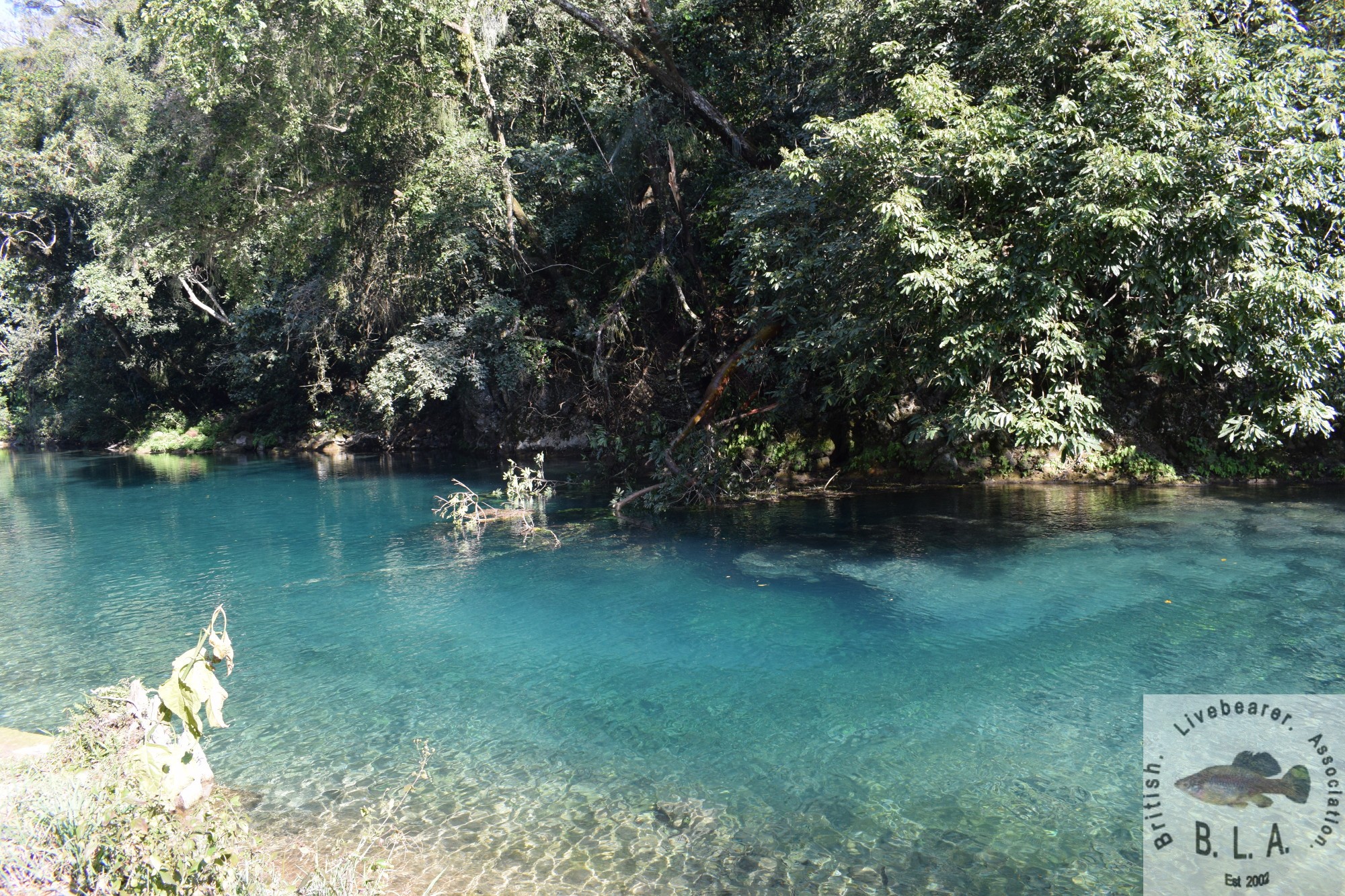 Tamasopo, San Luis Potosi – British Livebearer Association